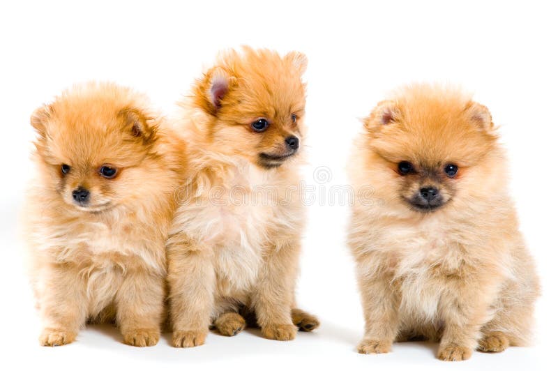 Three Puppies of the Spitz-dog Stock Photo - Image of isolated, studio ...