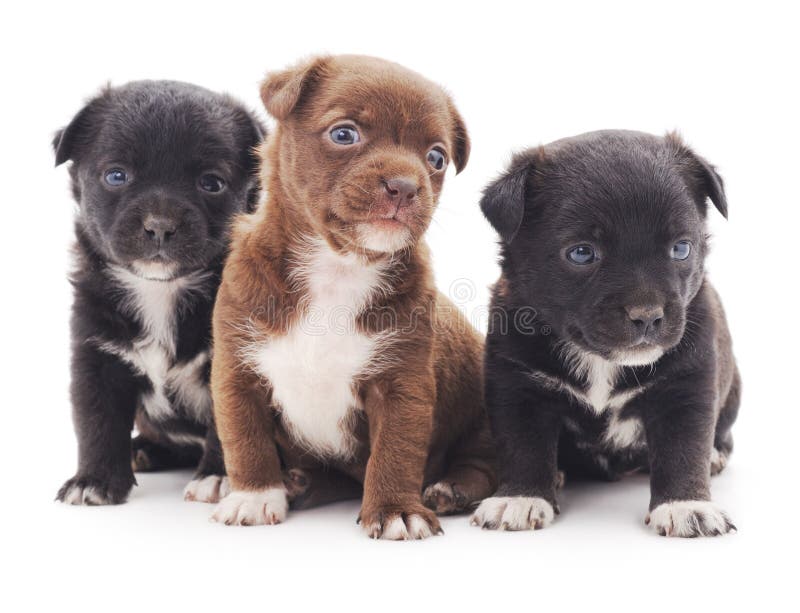 Three lab puppies stock photo. Image of female, young - 13848276