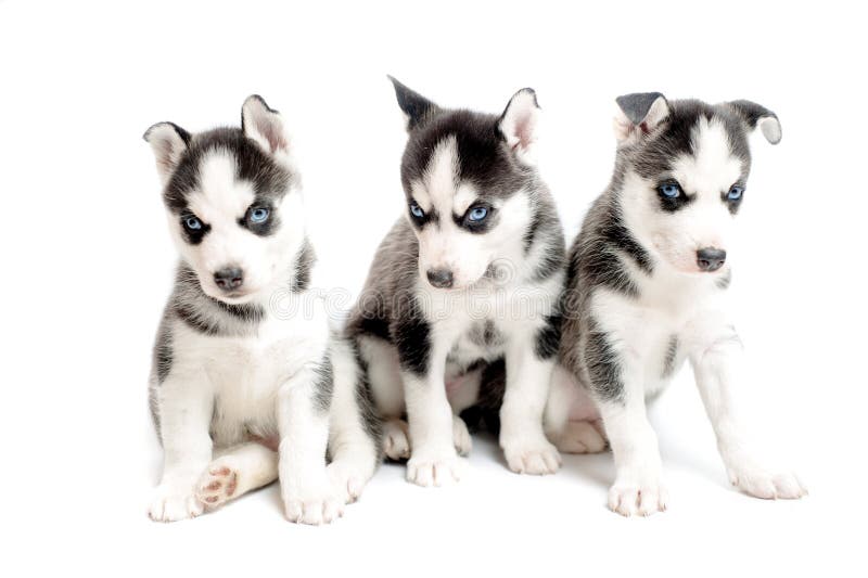 Three Purebred Siberian Husky Puppies Stock Photo - Image of grey, face ...