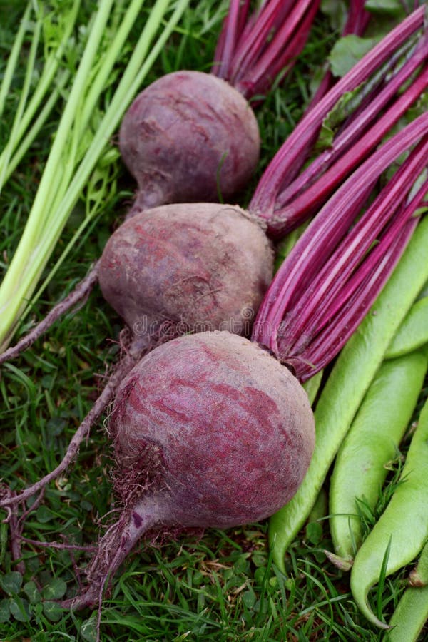 Three purple beetroot stock photo. Image of bean, garden - 98384634