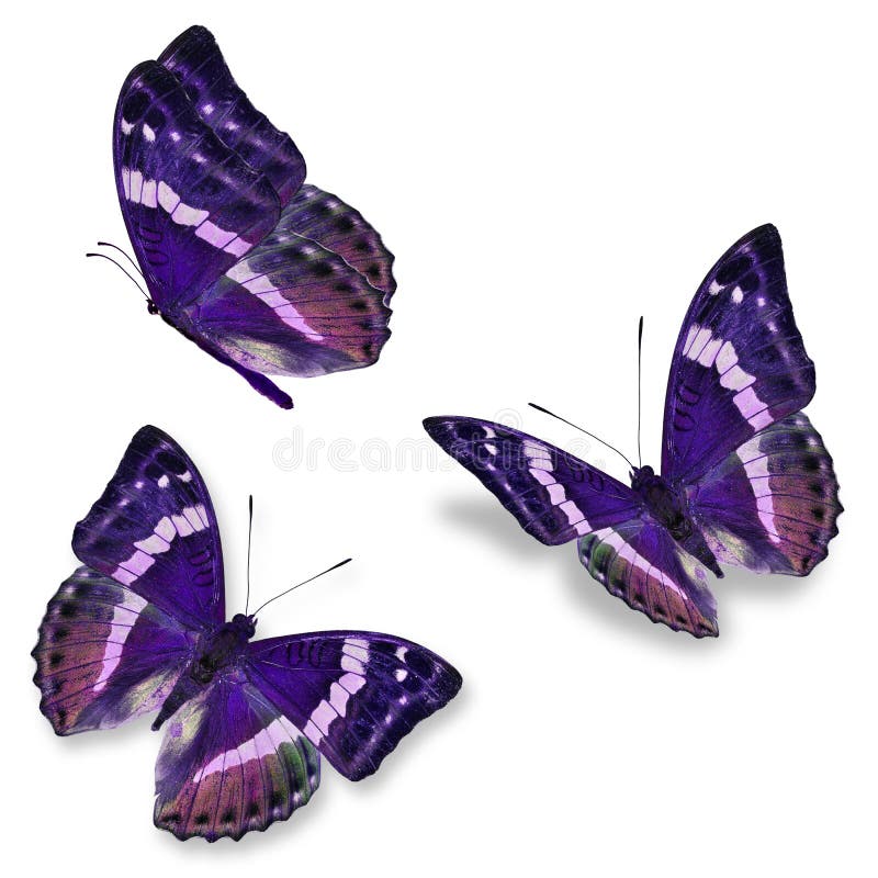 Three purple butterfly stock image. Image of insect, view - 58334327