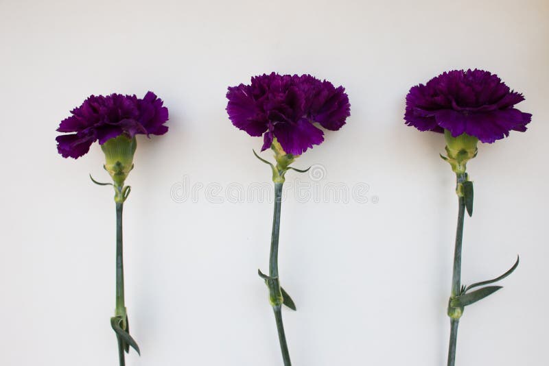Purple Carnations Stock Photos - Download 1,376 Royalty Free Photos