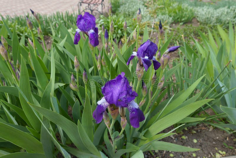3 Purple Flowers and Buds of Bearded Iris in May Stock Image - Image of ...