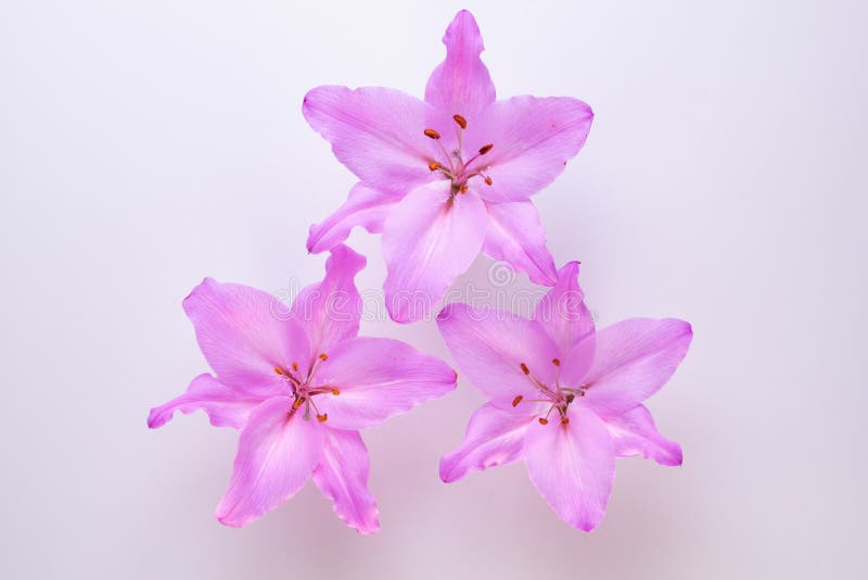 Three Purple Lilies on the White Background Top View. Stock Image ...