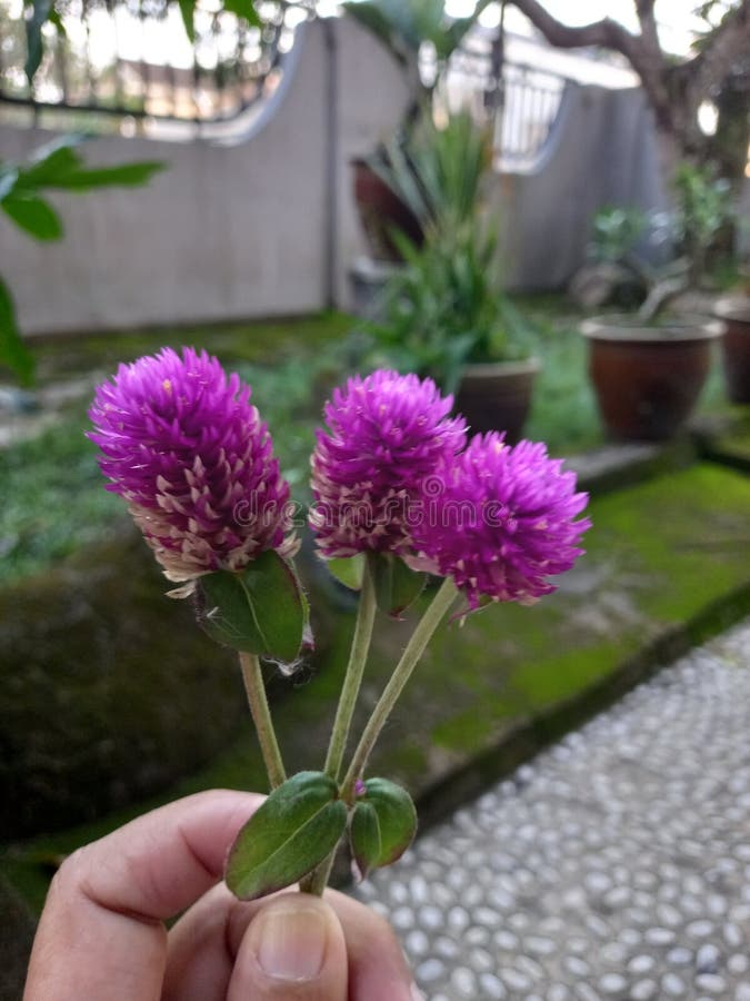 Three Purple Rose Flowers Beautiful Stock Photo - Image of rose, herb ...