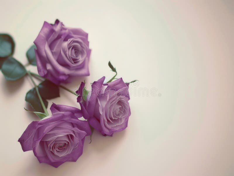 Three Purple Roses Sitting on a White Surface Stock Photo - Image of ...