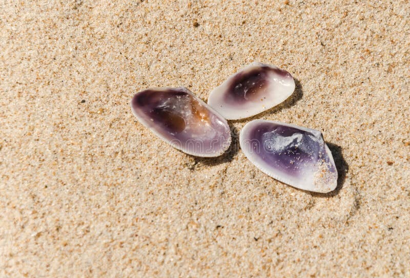 Three purple shells stock image. Image of purple, ocean - 90700945
