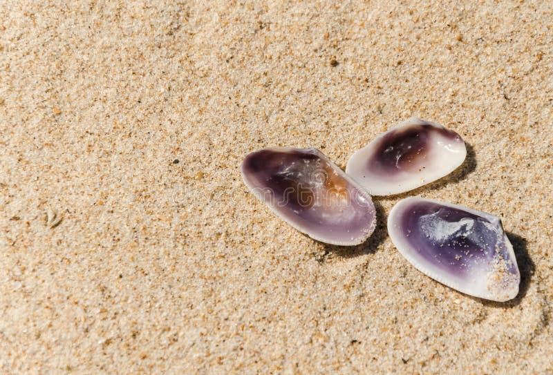 Three purple shells stock photo. Image of nature, pearl - 92760772