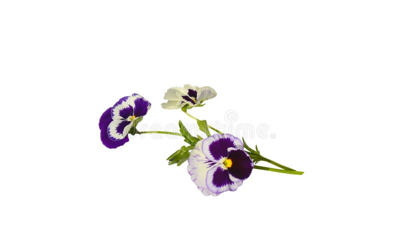Viola Flowers are Highlighted on a White Background. Stock Photo ...