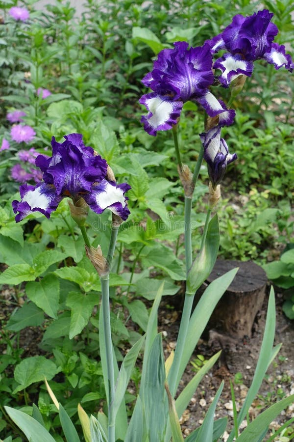 Three Purple and White Flowers of Iris Germanica Stock Image - Image of ...