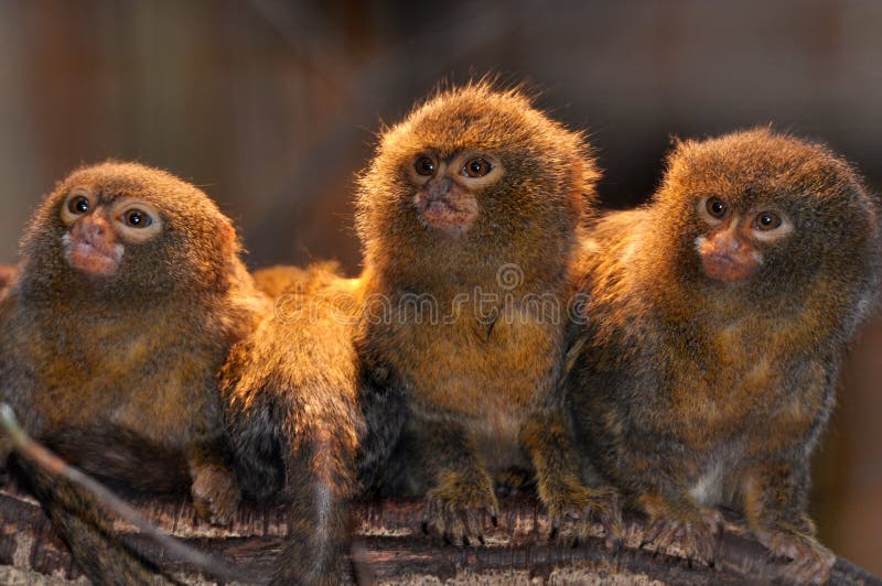 Three Pygmee-oeistities (Callithrix Pygmaea) Stock Image - Image of ...