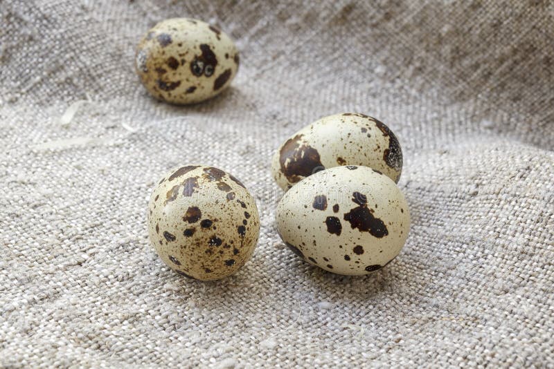 Three quail eggs stock photo. Image of farm, rough, product - 65066756