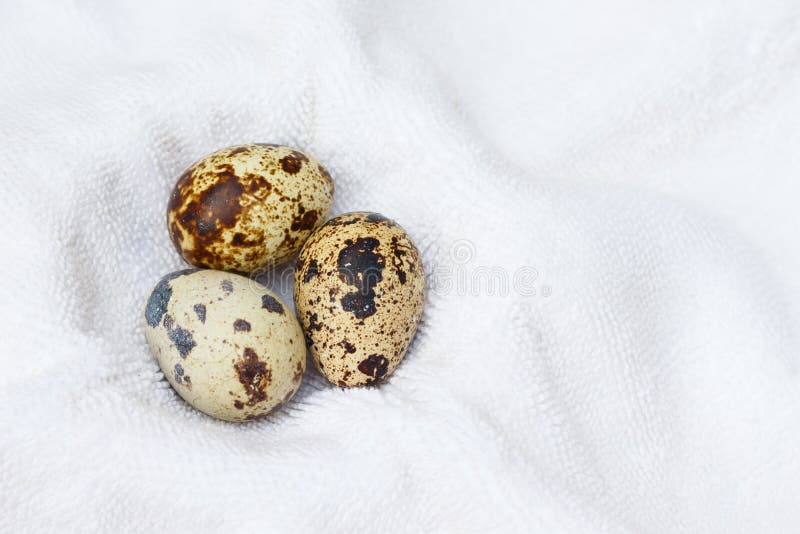 Three Quail Eggs, Unique Shell Pattern. Black Dots Contrast with White ...