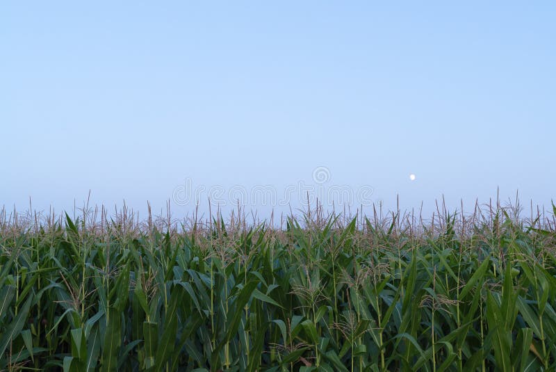Three Quarter Moon Rising into the Night Sky Over a Green Corn Field ...