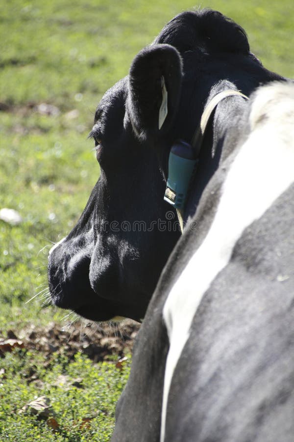 Three Quarter Profile of Holstein Dairy Cow Stock Image - Image of ...