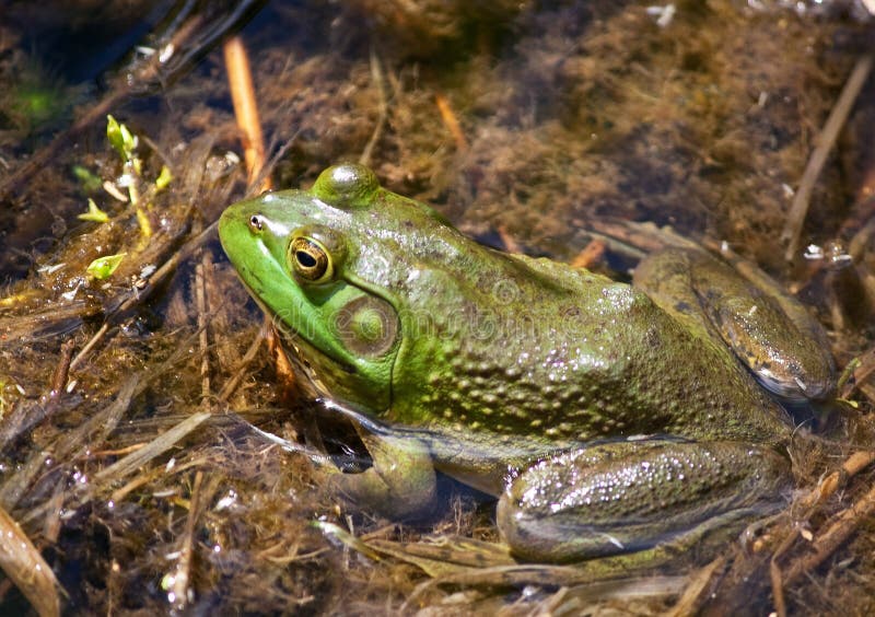 Three Quarter View of Half Submerged Bull Frog Stock Image - Image of ...
