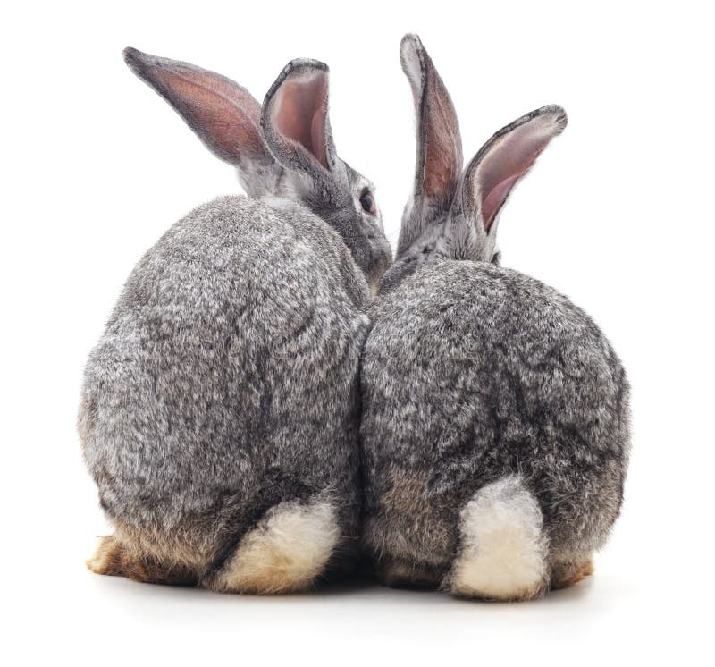 2,314 Back Rabbit Stock Photos - Free & Royalty-Free Stock Photos from ...