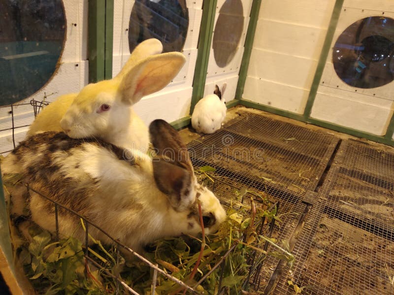 Three Rabbit Be Happy Animal Stock Photo - Image of rabbit, eating ...