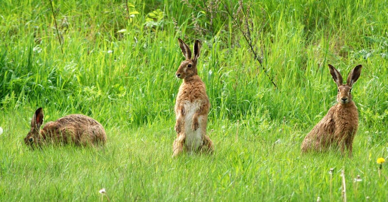 Three rabbits stock image. Image of green, rabbit, nature - 19501821