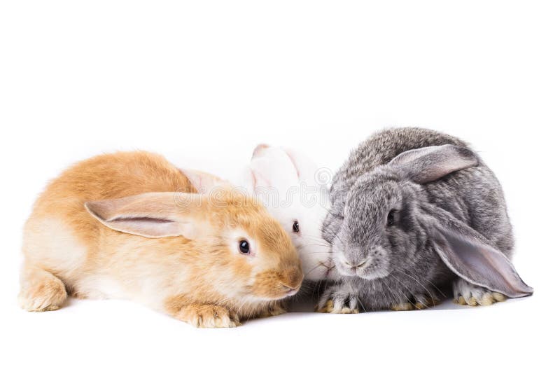 Sweet baby rabbits stock image. Image of isolated, tenderness - 3389375