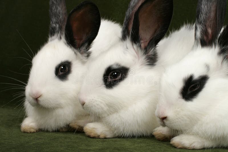 Rabbits Free Stock Photos & Pictures, Rabbits Royalty-Free and Public ...