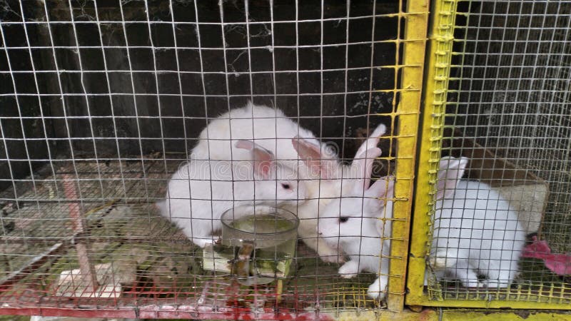 Three Rabbits Chatting in a Cage Stock Image - Image of bright, carrot ...