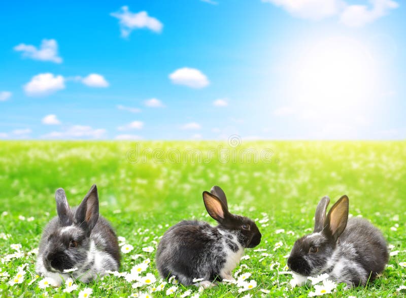 Three Rabbits In Spring Meadow Stock Photo - Image of meadow, haze ...