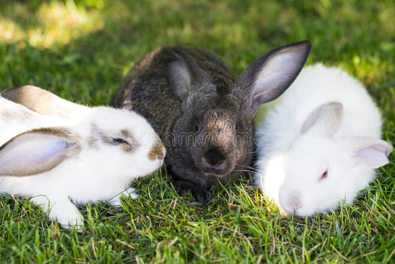 Three Rabbits in Green Grass on the Farm Stock Photo - Image of mammal ...