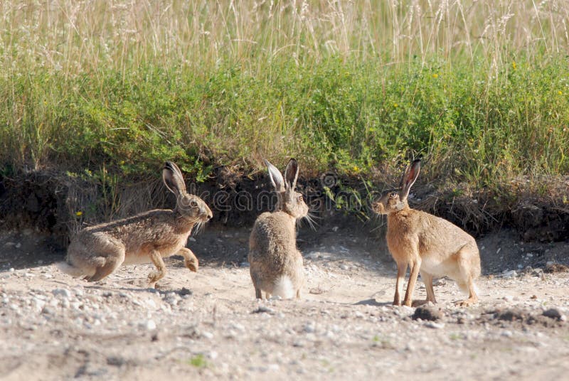 Three Rabbits Having a Meeting Stock Photo - Image of brawl ...