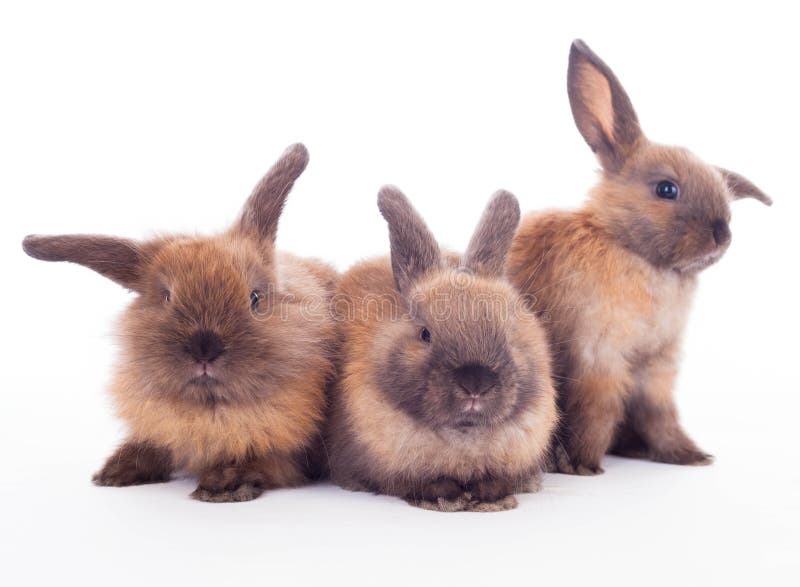 Three Rabbits Isolated on the White. Stock Image - Image of bunny ...