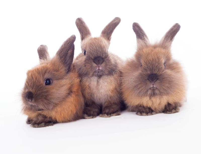 Three Rabbits Isolated on the White. Stock Image - Image of pets ...