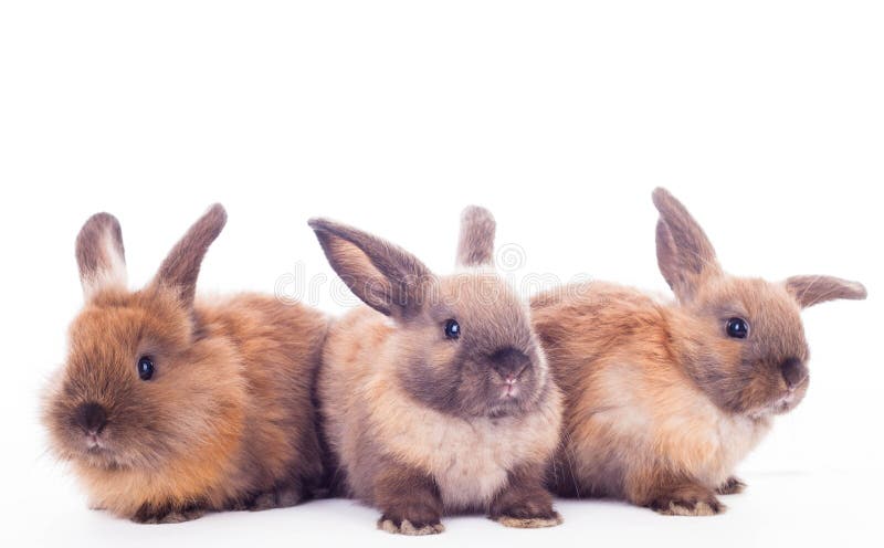 Three Rabbits Isolated on the White. Stock Photo - Image of furry ...