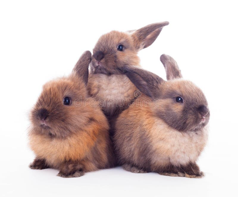 Three Rabbits Isolated on the White. Stock Photo - Image of isolated ...