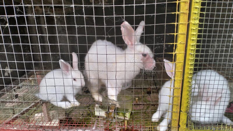 Three Rabbits Playing Together in a Wire Cage Stock Photo - Image of ...