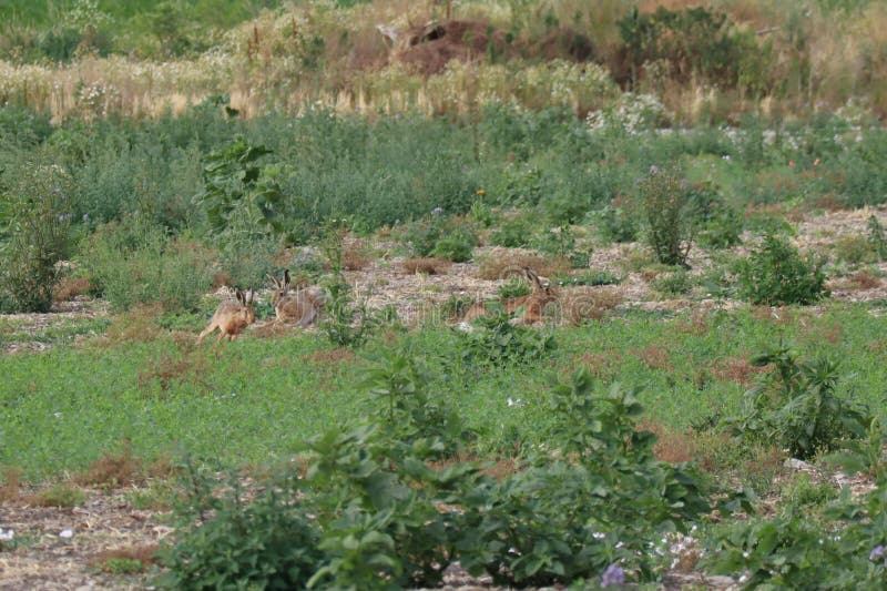 Wild Chase stock photo. Image of wildlife, power, plant - 282863352