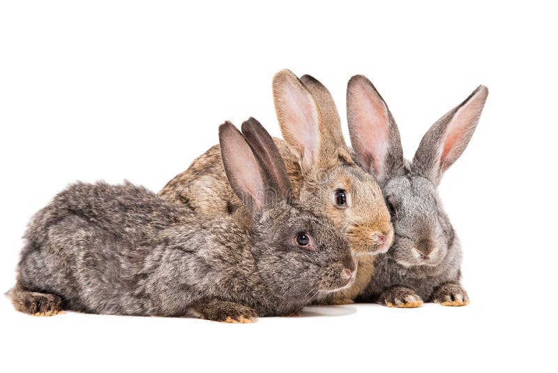 The three rabbits stock image. Image of little, house - 48899107