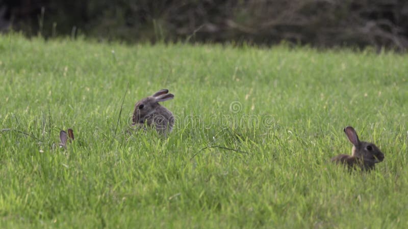 Three Rabbits are Seen in a Field of Grass Their Fur Blends with the ...