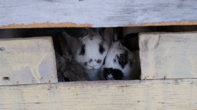 Three Rabbits Stay Together Inside Wooden House by Camera Hand Held ...