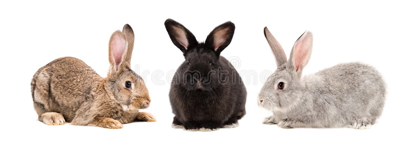 1,993 Three Rabbits Stock Photos - Free & Royalty-Free Stock Photos ...
