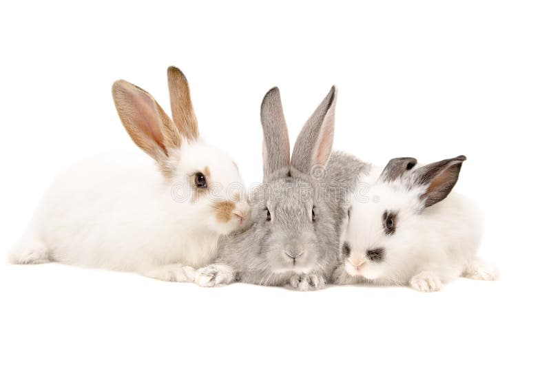 Three rabbits together stock image. Image of mammal, group - 48701005