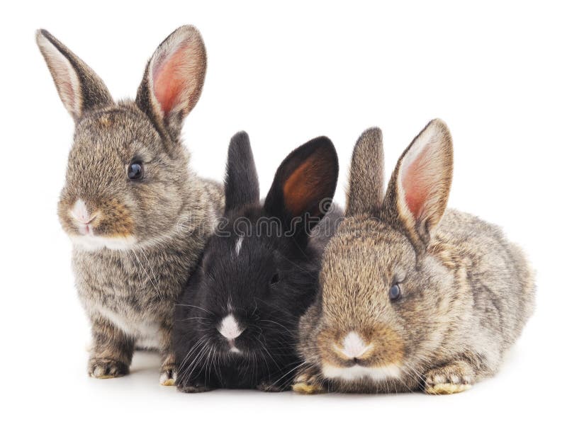 Three rabbits on the lawn stock image. Image of mammal - 11263263