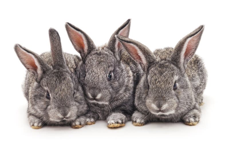 Three rabbits. stock image. Image of rabbits, three, celebrations ...