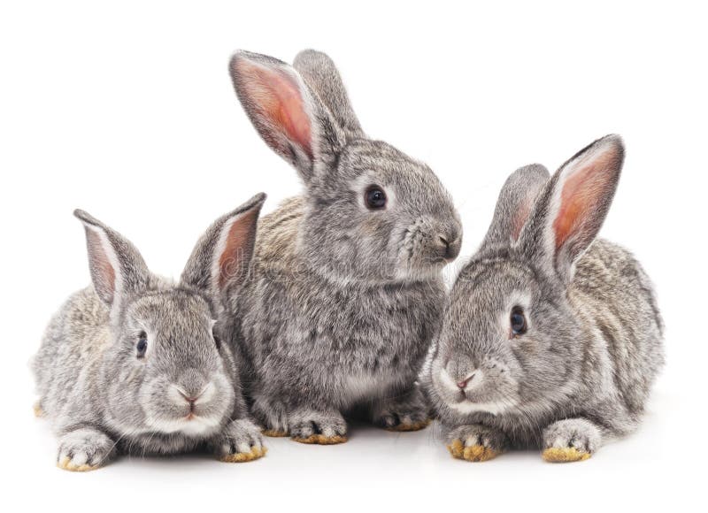 Three rabbits. stock image. Image of rabbits, three, celebrations ...