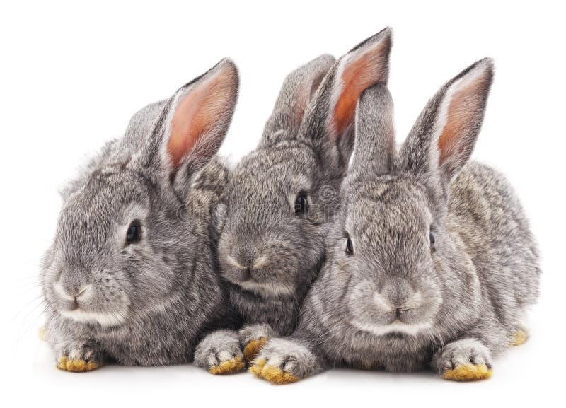 Three rabbits. stock photo. Image of gray, rabbits, hare - 97029802