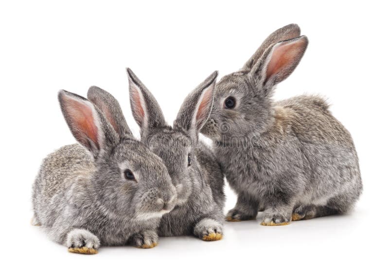 Three rabbits. stock image. Image of rabbits, three, celebrations ...