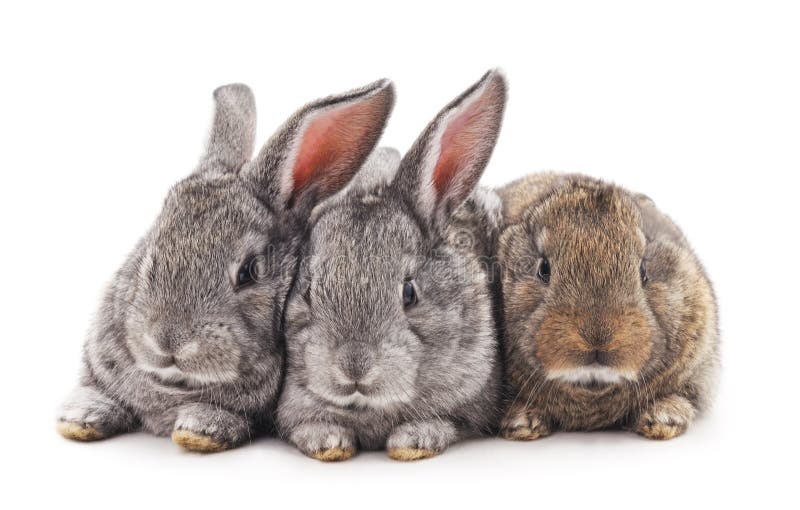 Three rabbits. stock image. Image of friendship, baby - 100918411