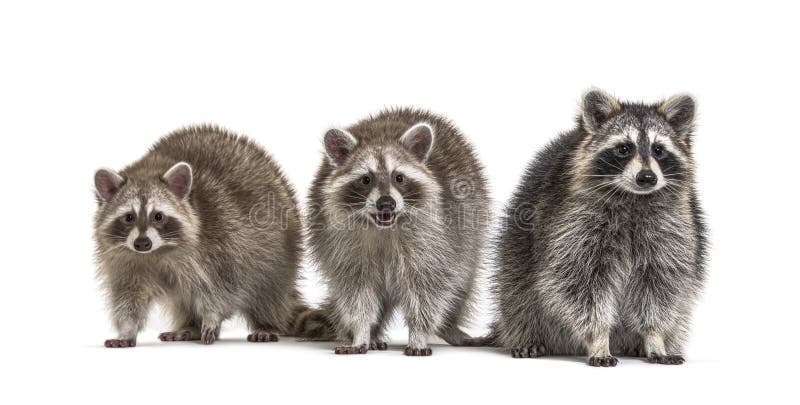 Three Raccoons Facing in a Raw, Isolated Stock Photo - Image of ...