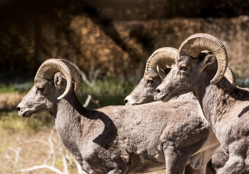 Three Rams on the Move stock photo. Image of colorado - 75261336