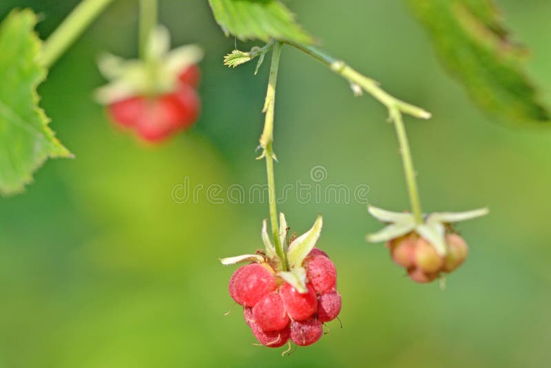 Raspberry Growing in the Garden, Macro Stock Image - Image of macro ...