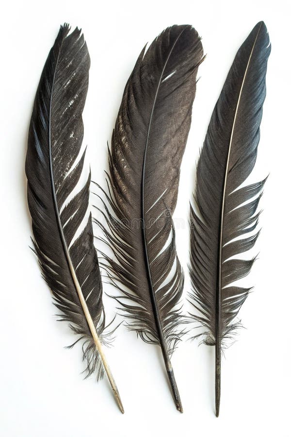 Three Raven Feathers on White Background Stock Illustration ...